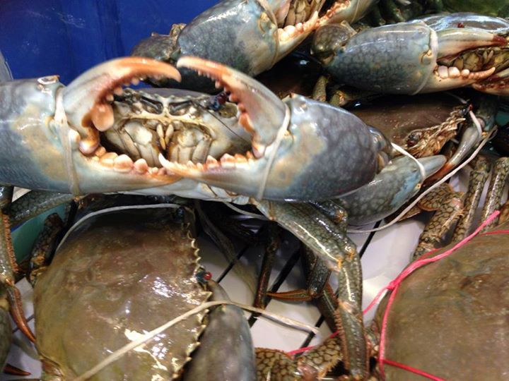 How to Catch Mud Crabs & Crab Fishing